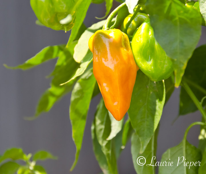 Chenzo Peppers | A Taste of Morning