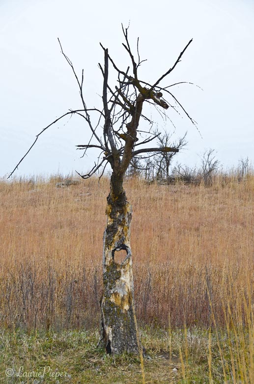 A Taste of Morning | Journal of The Morning Star Bed & Breakfast